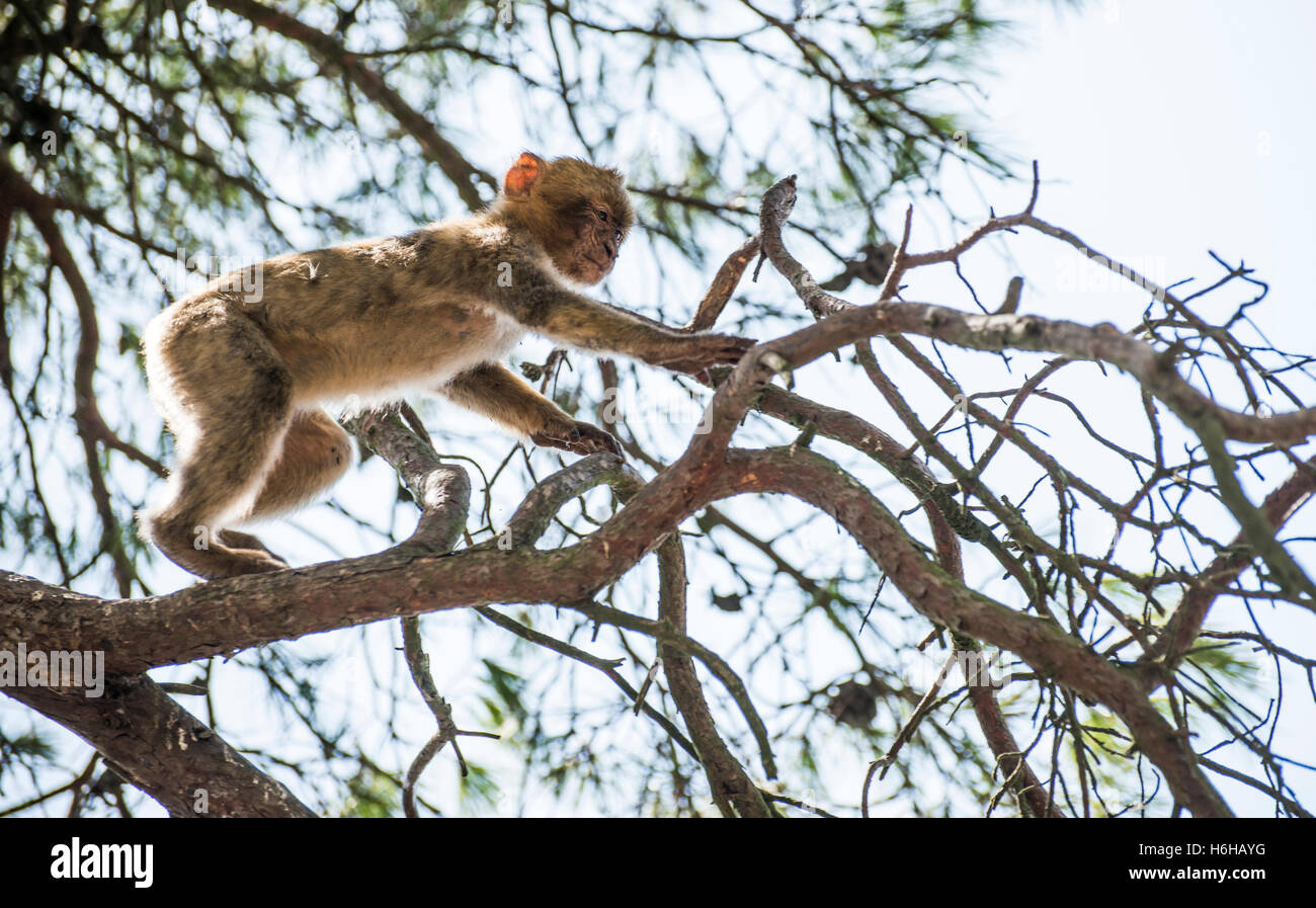 Baby monkey on a tree Stock Photo - Alamy