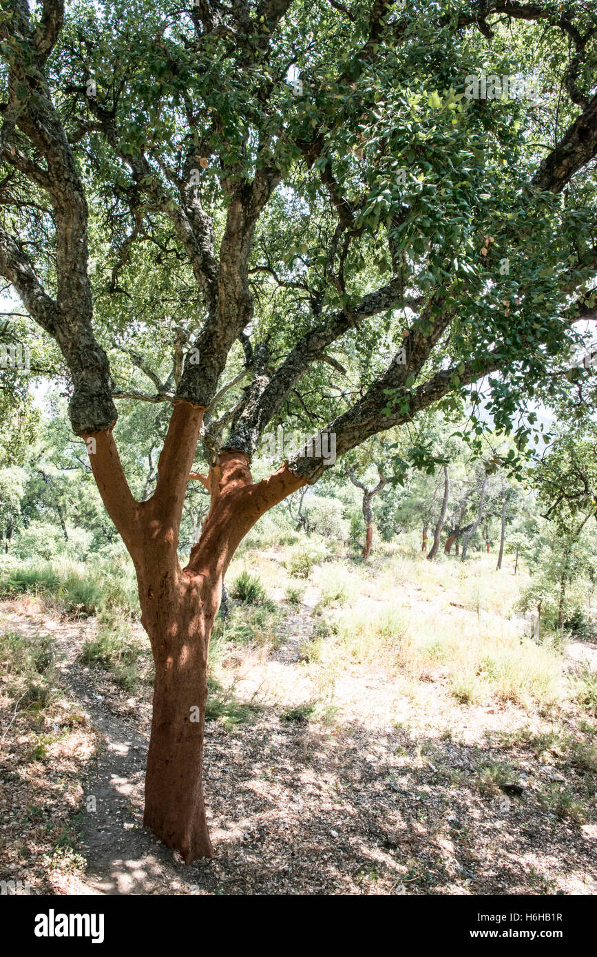 Cork tree hi-res stock photography and images - Alamy
