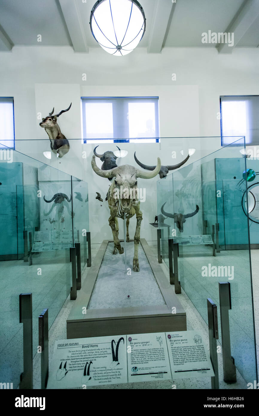 New-York, USA - NOV 19: The display in Vertebrate Origins Hall in the ...