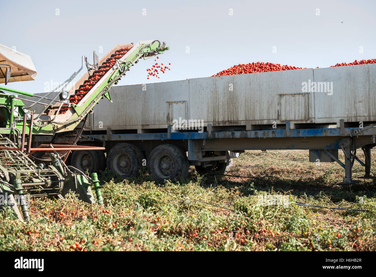 Harvester collects tomatoes in trailer Stock Photo - Alamy