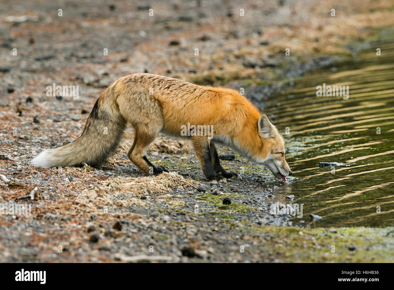 Yellowstone predators hi-res stock photography and images - Alamy