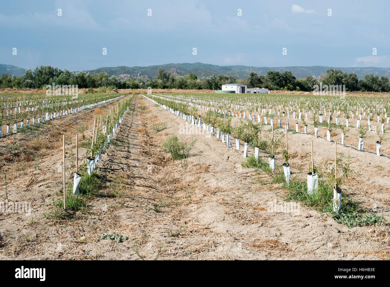 Newly planted tree plantation hi-res stock photography and images - Alamy