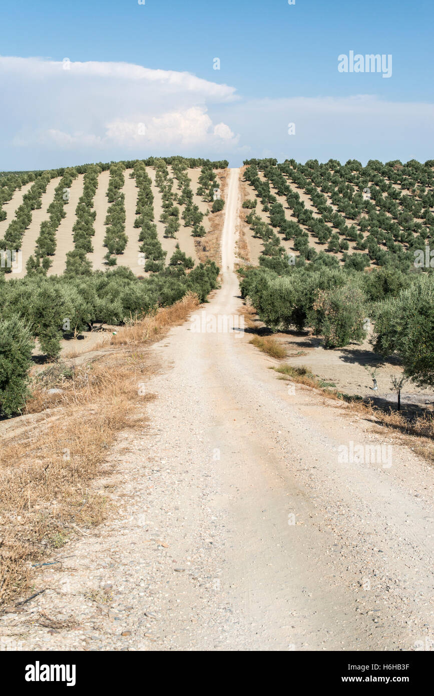 Olive trees and dirt road in olive plantation Stock Photo - Alamy