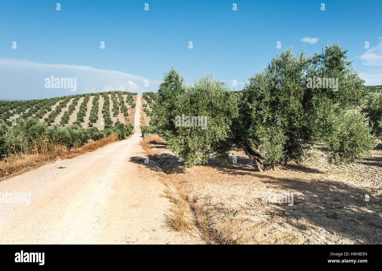 Olive trees and dirt road in olive plantation Stock Photo - Alamy
