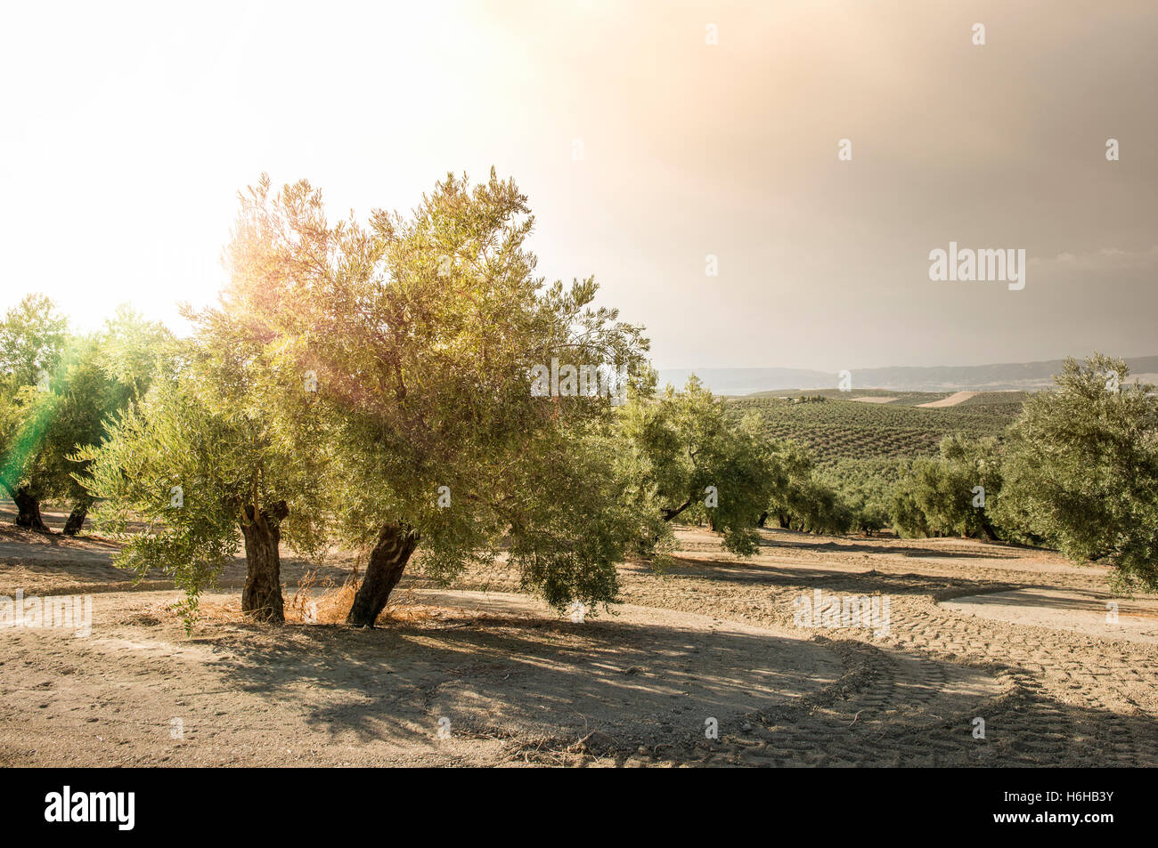 Olive trees at sunset. Sun rays Stock Photo - Alamy