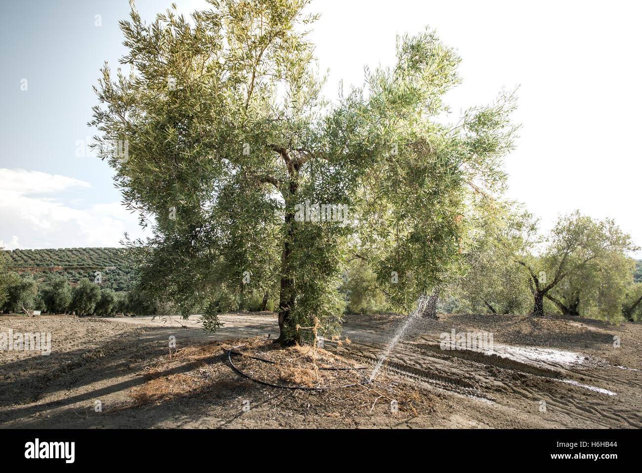 Olive tree irrigation hi-res stock photography and images - Alamy