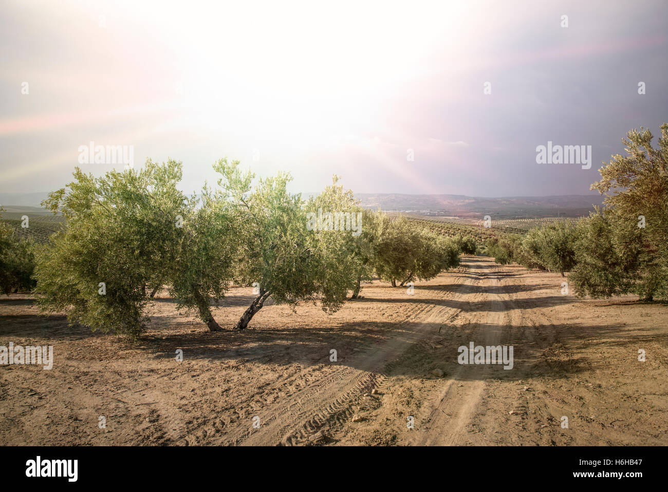 Olive trees at sunset. Sun rays Stock Photo - Alamy