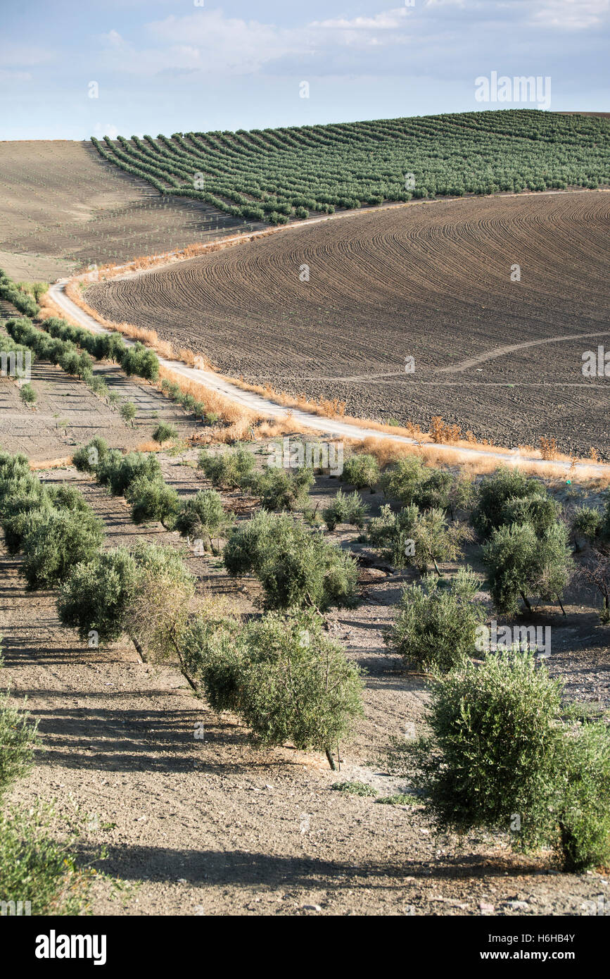 Olive trees and dirt road in olive plantation Stock Photo - Alamy