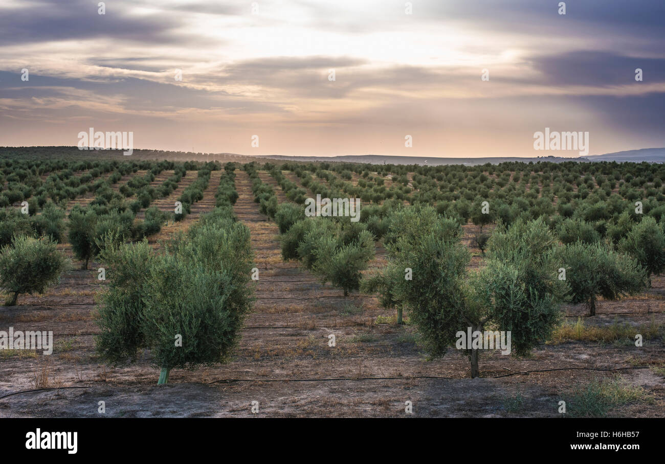 Olive trees at sunset. Sun rays Stock Photo - Alamy