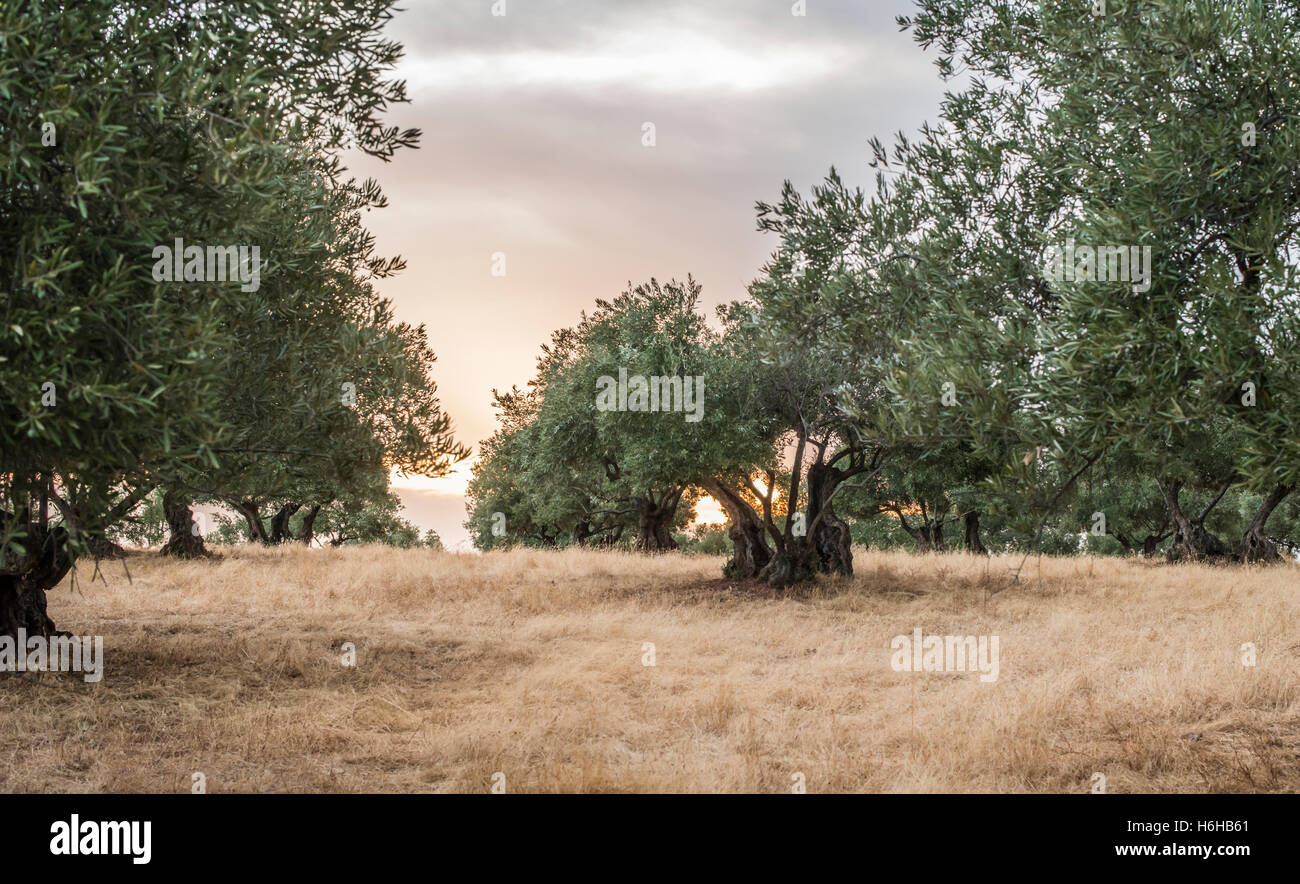 Olive trees at sunset. Sun rays Stock Photo - Alamy