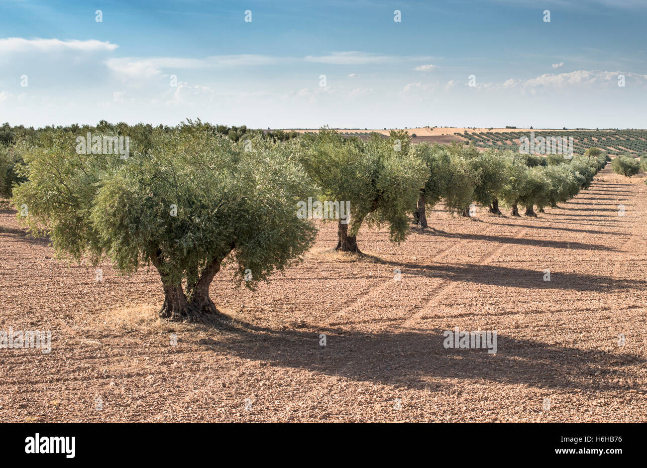 Olive farm. Olive trees in row and blue sky Stock Photo - Alamy