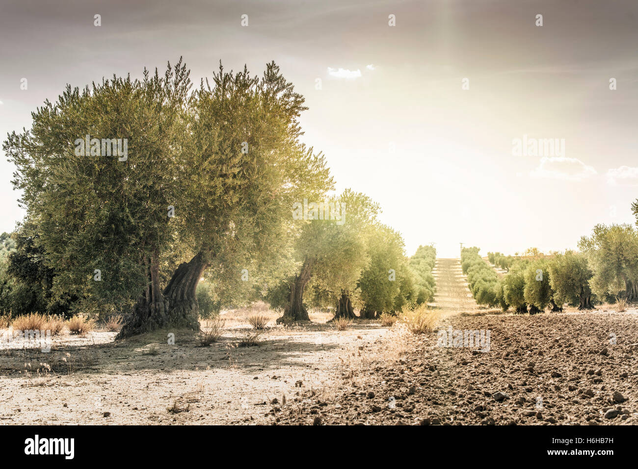 Olive trees at sunset. Sun rays Stock Photo - Alamy