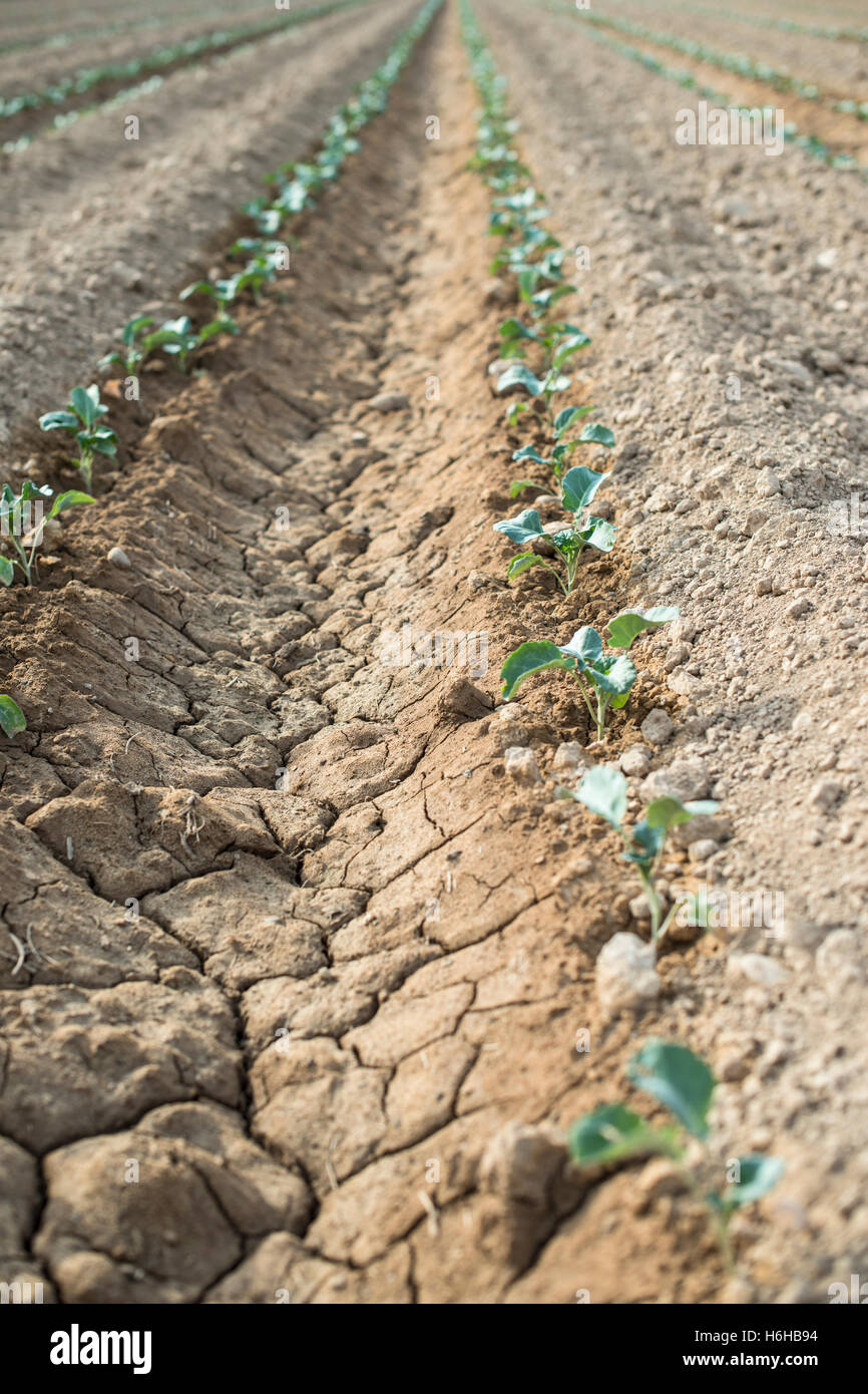 Small planted cabbage in row. Young plants Stock Photo - Alamy