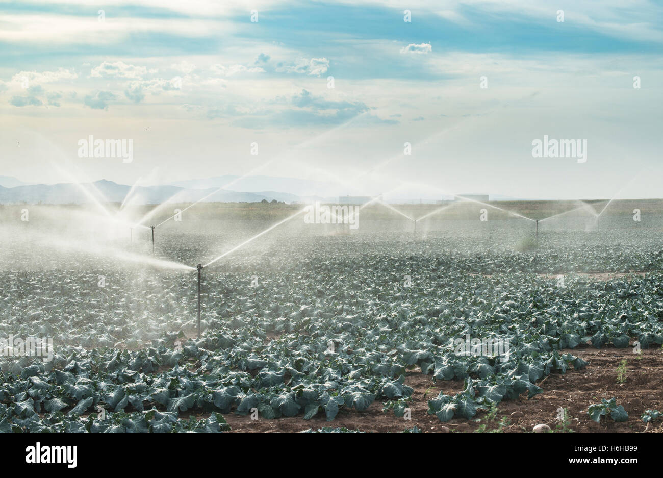 Irrigation system cabbage hi-res stock photography and images - Alamy
