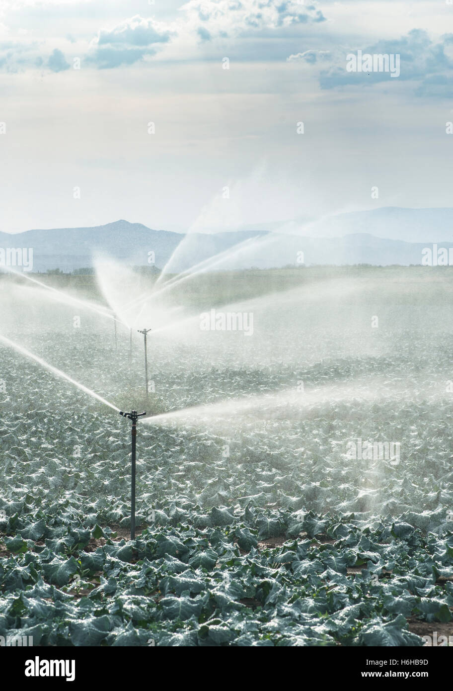 Irrigation system cabbage hi-res stock photography and images - Alamy