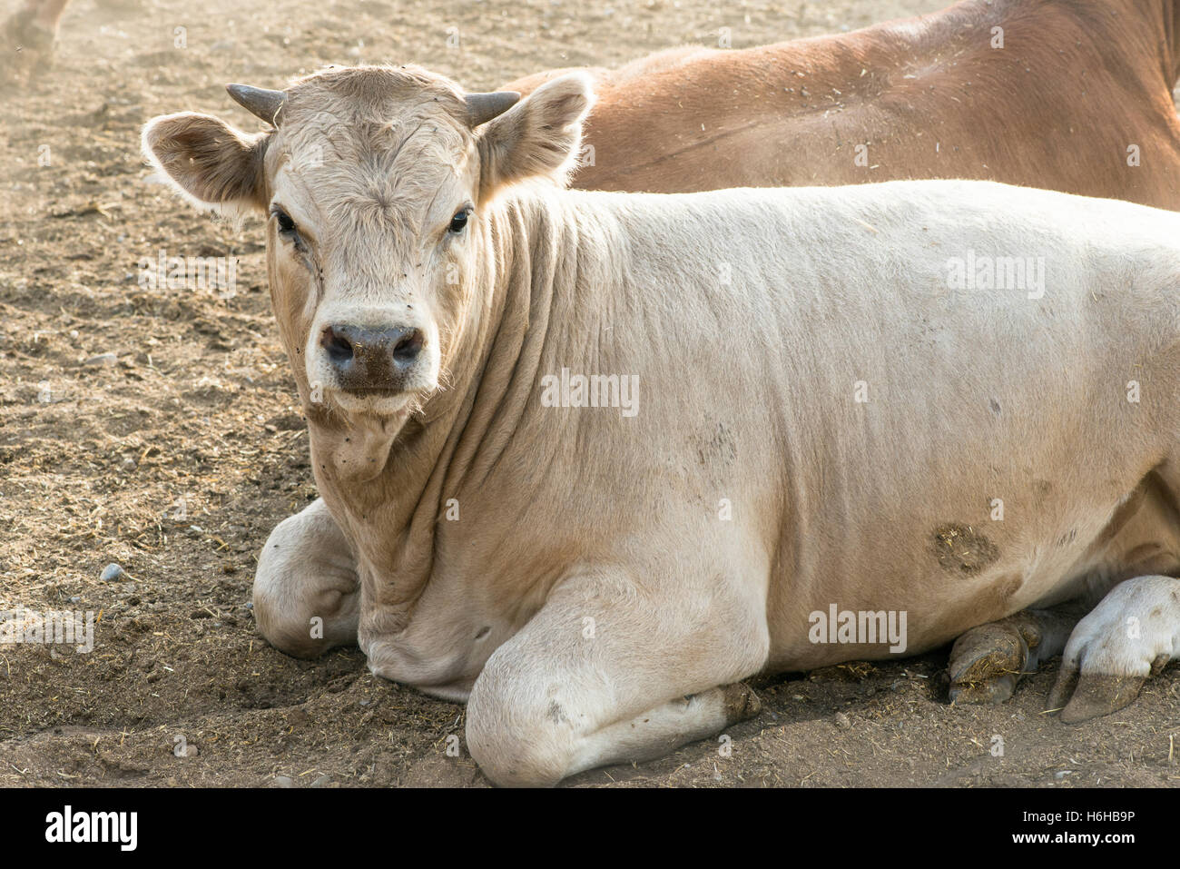 One bull in farm. Close up Stock Photo - Alamy