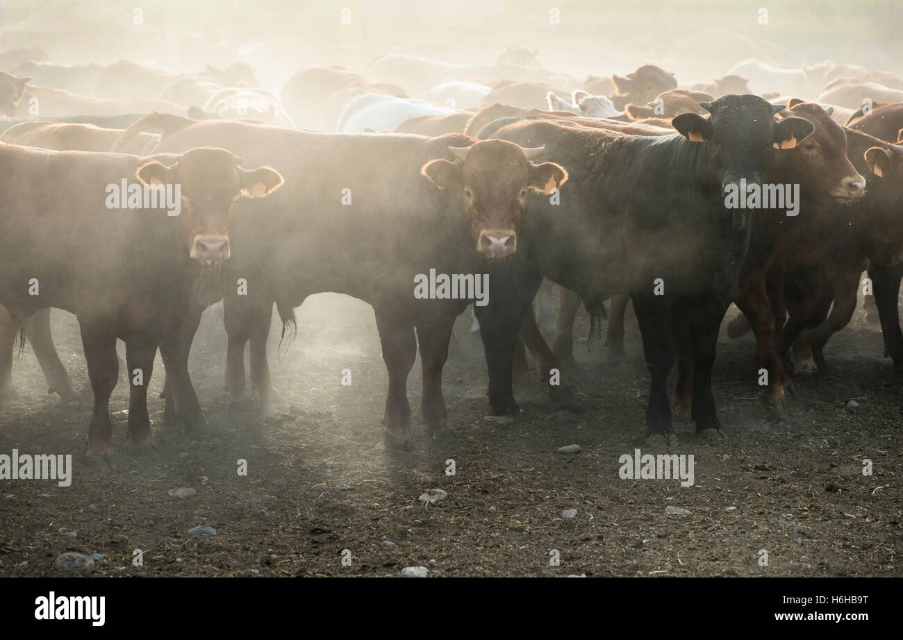 Cow and veal hi-res stock photography and images - Alamy