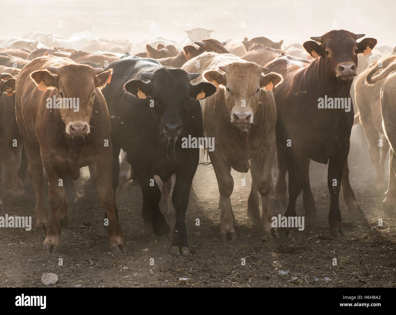 Cow and veal hi-res stock photography and images - Alamy
