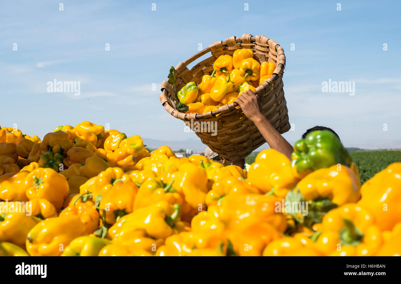Yellow pepper field hi-res stock photography and images - Alamy