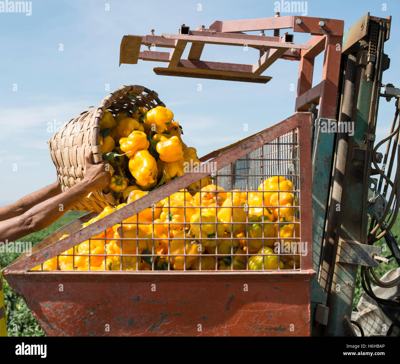 People picking peppers on agriculture field Stock Photo - Alamy