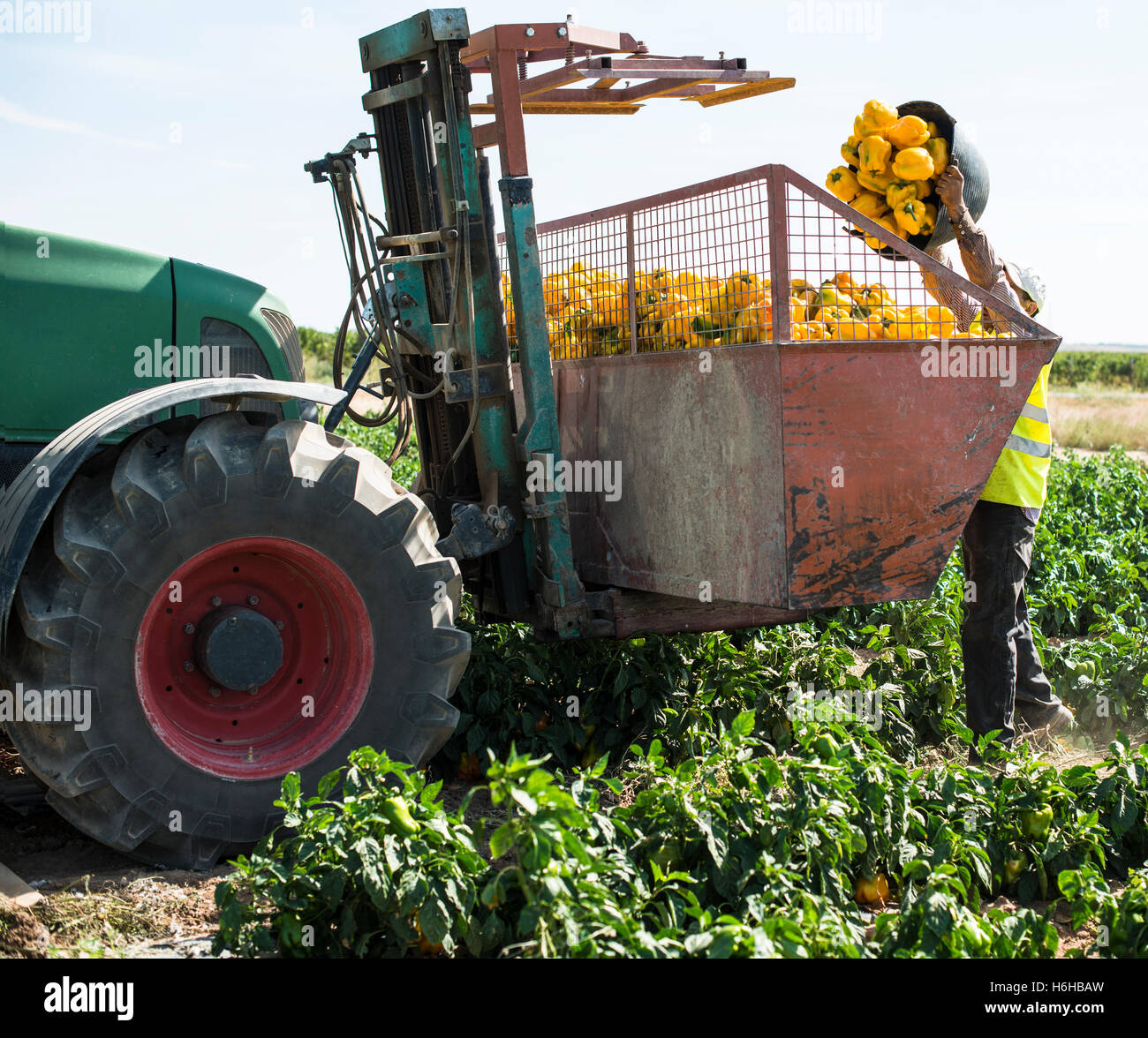 People picking peppers on agriculture field Stock Photo - Alamy