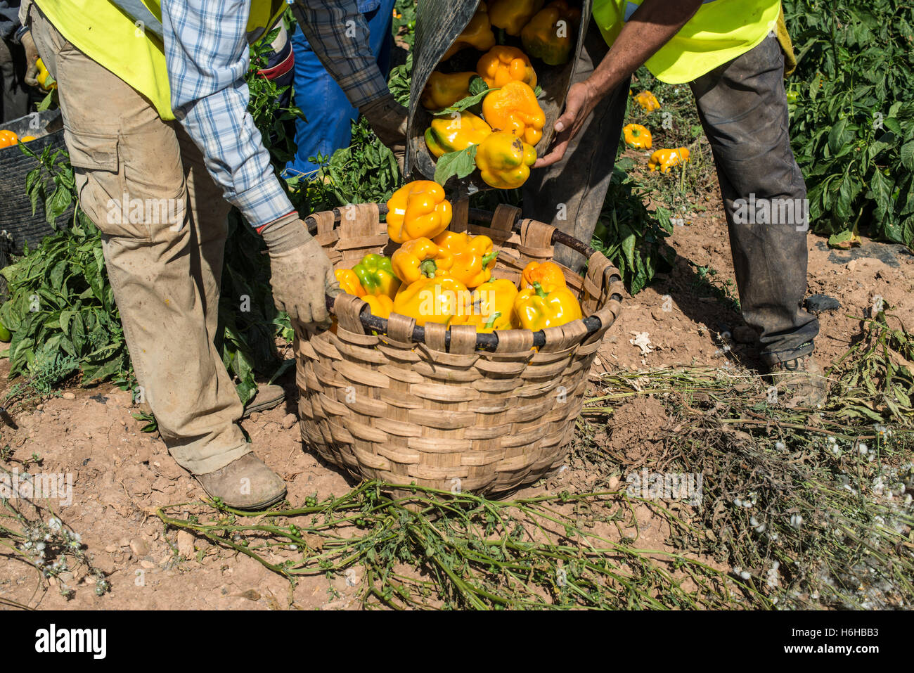 People picking peppers on agriculture field Stock Photo - Alamy