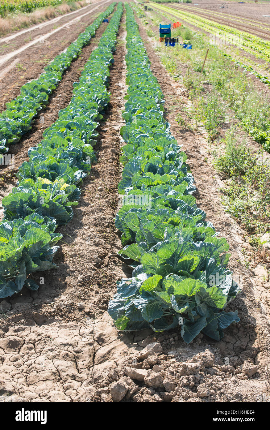 Cabbage plantation in row. Crates on background Stock Photo - Alamy