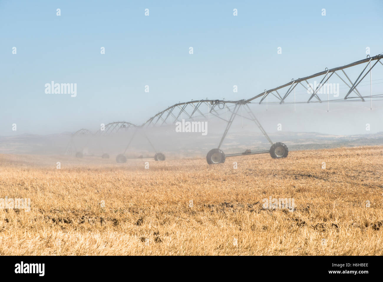 Irrigation sprayers in the field. Yellow plants Stock Photo - Alamy