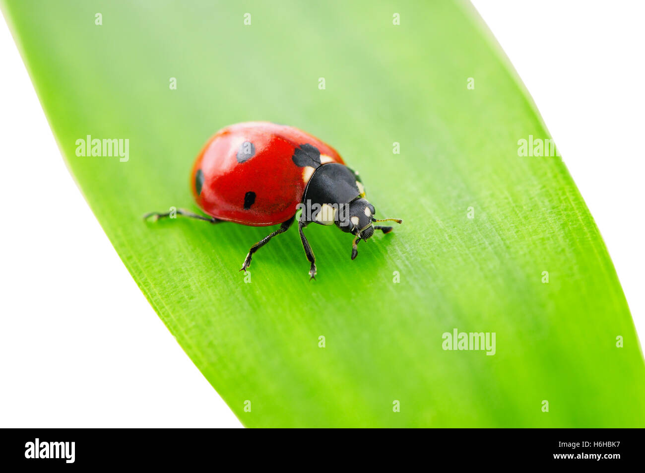 ladybird on green leaf isolated on white background Stock Photo - Alamy