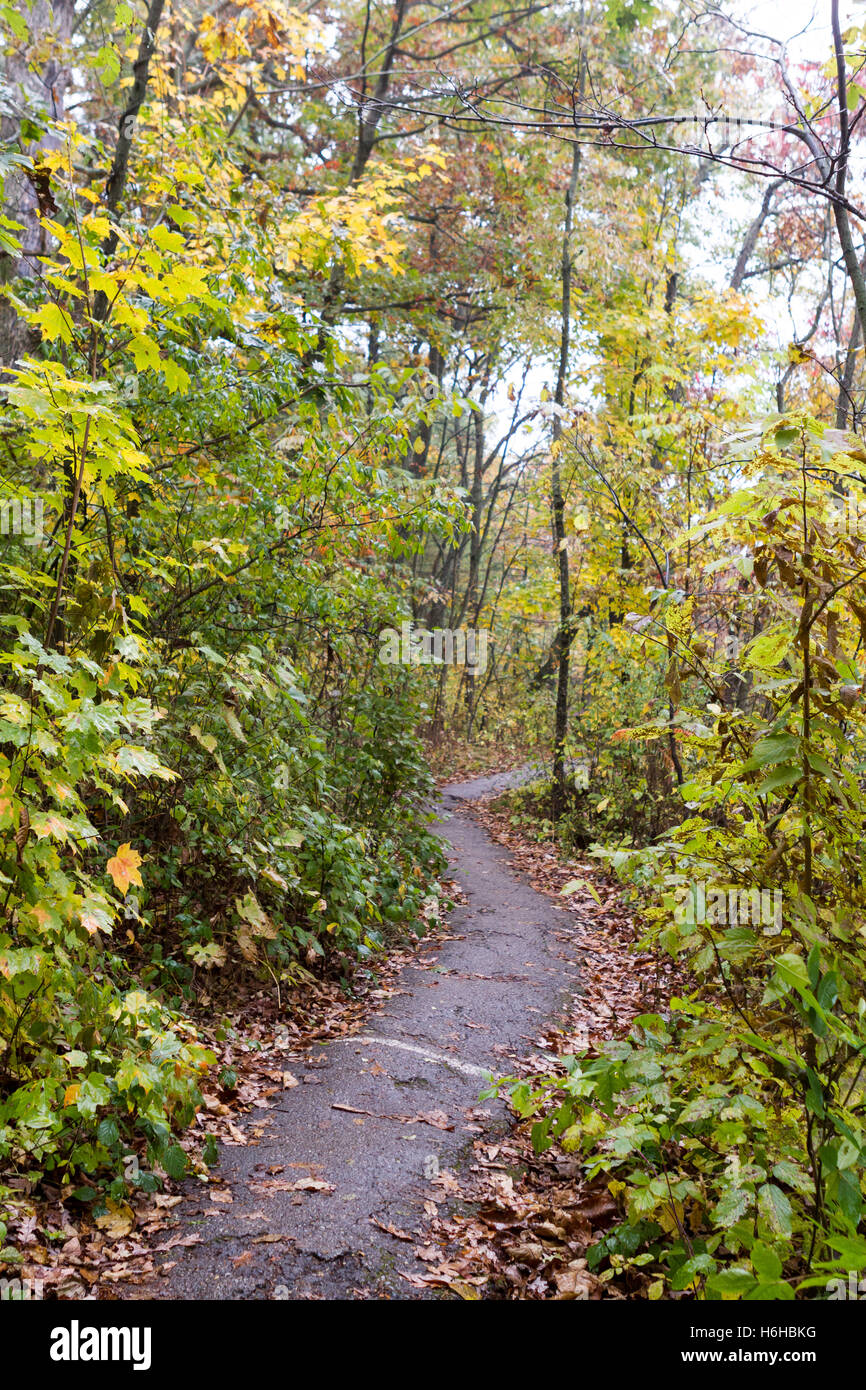Trail through a forest surrounded by autumn foliage that is wet from ...