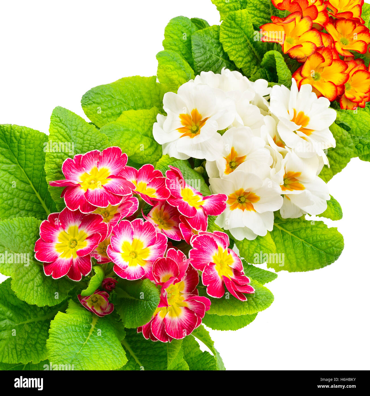 Colorful fresh primula isolated on white Stock Photo - Alamy