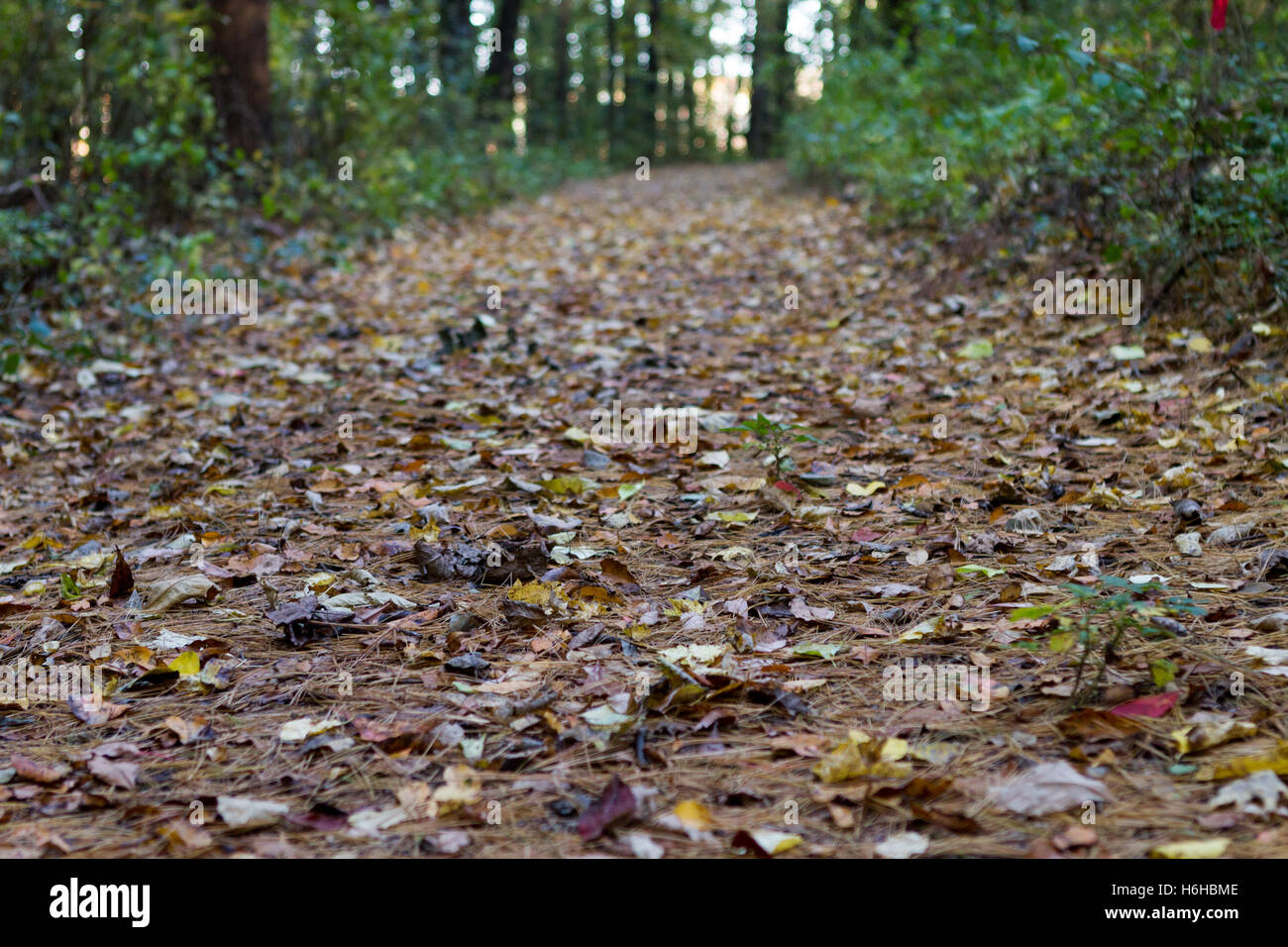 Leaf covered hiking trail through woods Stock Photo - Alamy