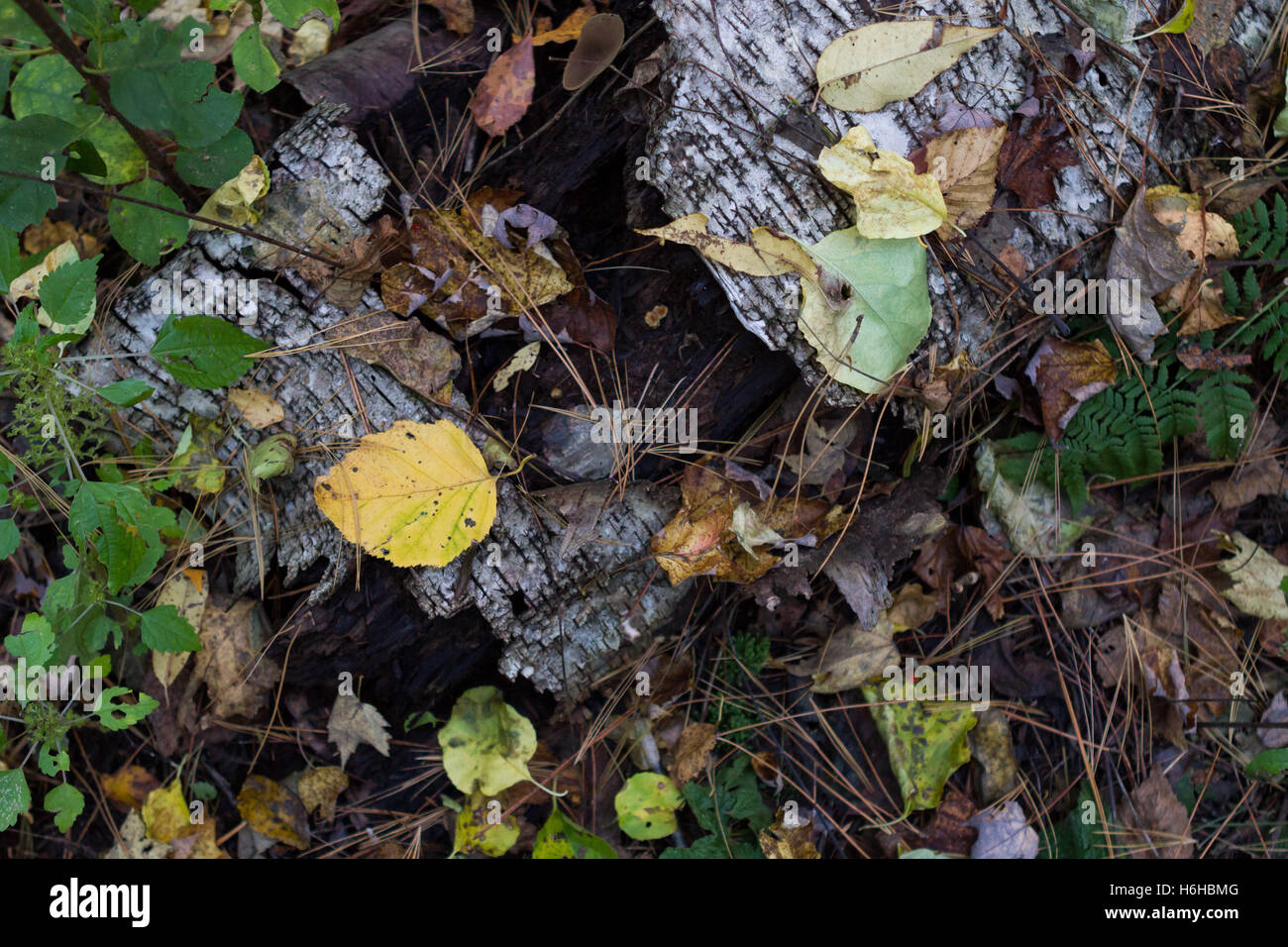 Log woods hi-res stock photography and images - Alamy
