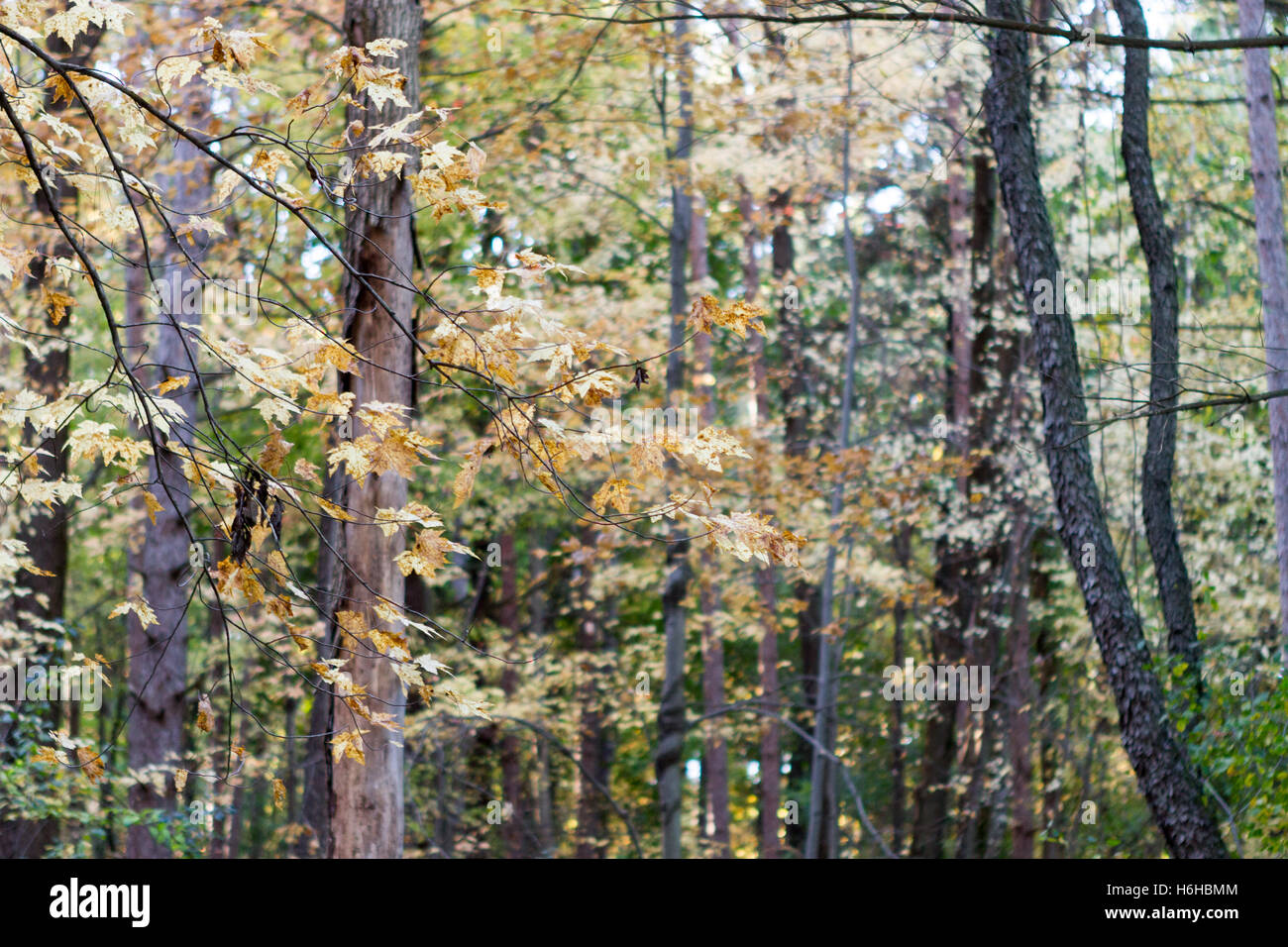 Late fall leaves in forest Stock Photo - Alamy