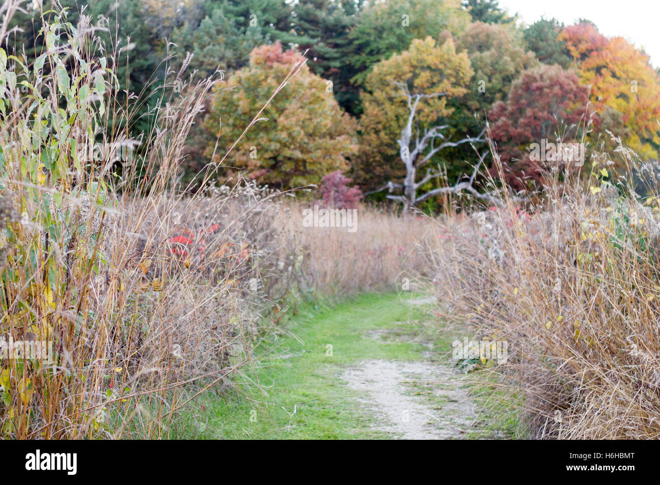 Trail through prairie with pine forest in background Stock Photo - Alamy