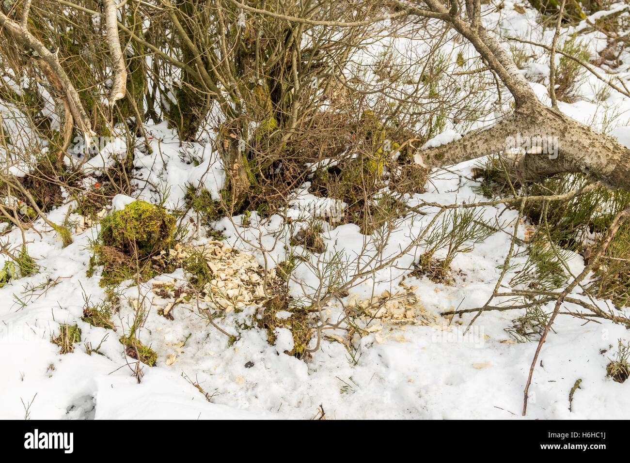beaver bite marks on a tree in the High Venn, Hautes Vagnes, Hohes Venn ...