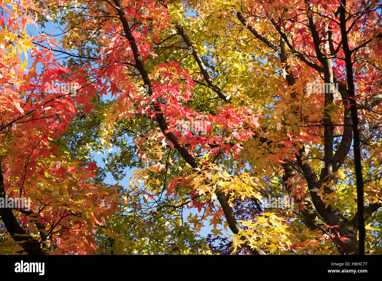 Ahorn hi-res stock photography and images - Alamy