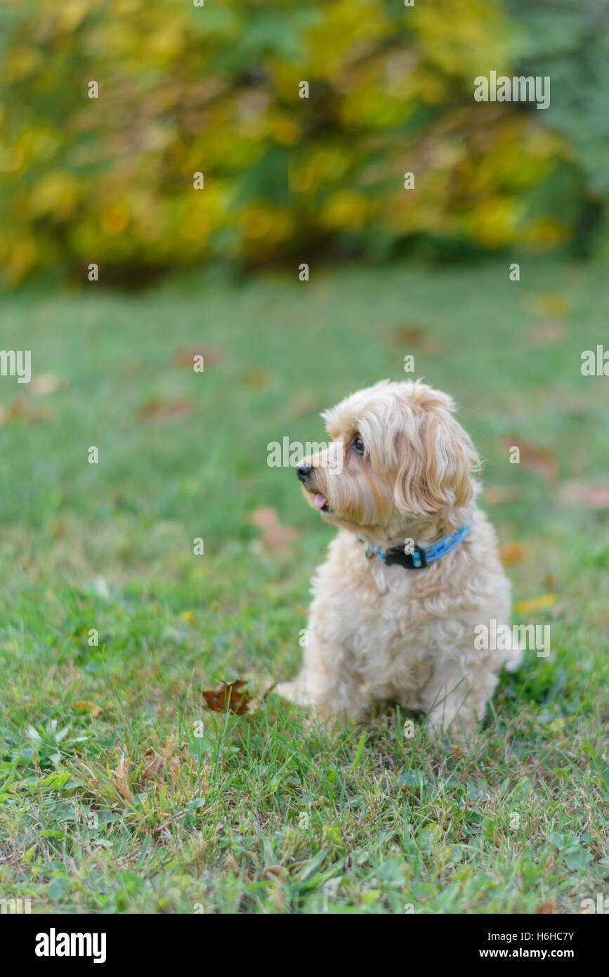 Dog without people hi-res stock photography and images - Alamy