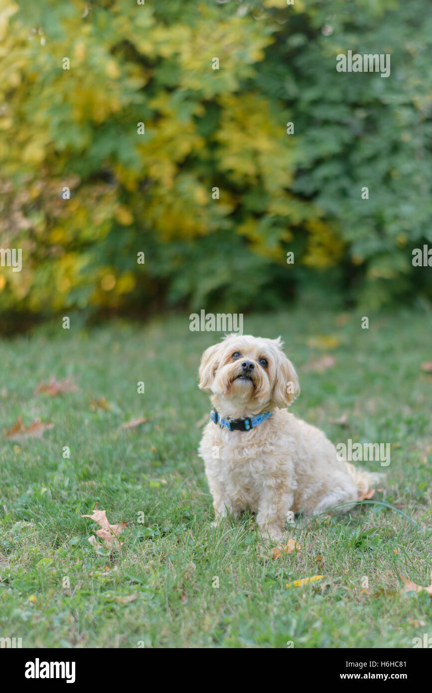 Dog without people hi-res stock photography and images - Alamy