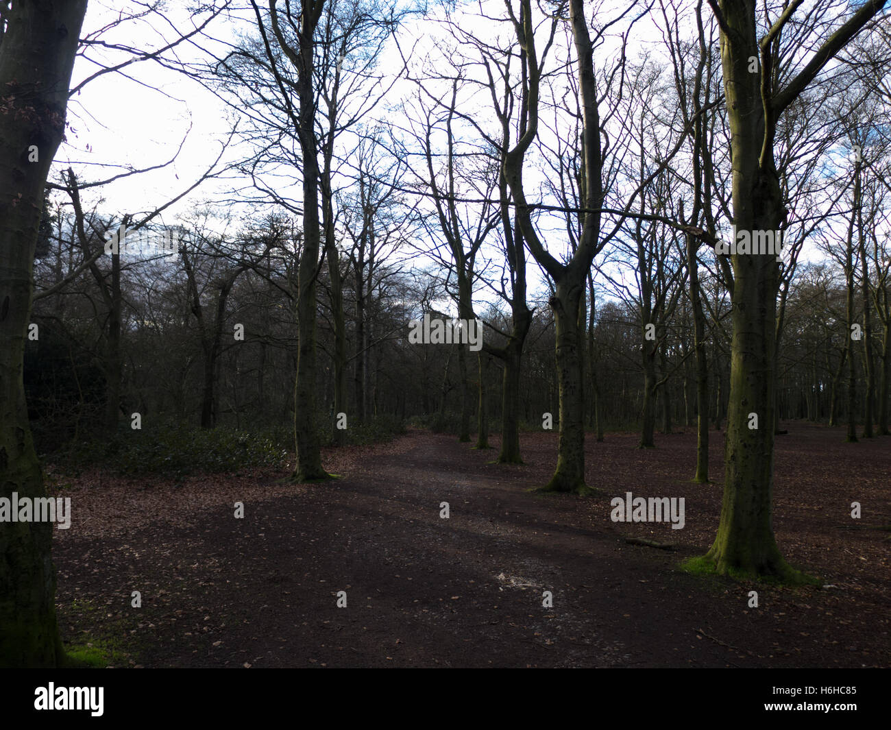 Empty branches autumn hi-res stock photography and images - Alamy