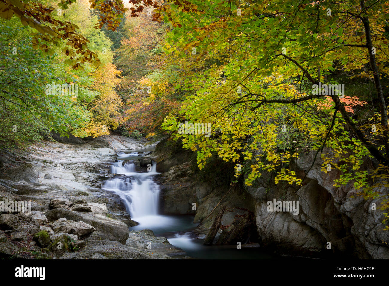 Irati forest hi-res stock photography and images - Alamy