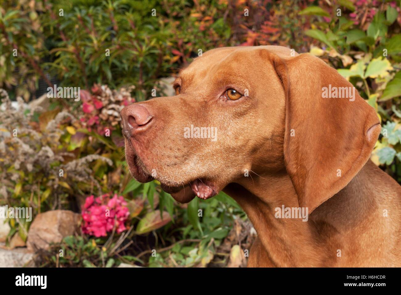 Hungarian hound. Dog look into the lens. Portrait of a Hungarian Vizla ...