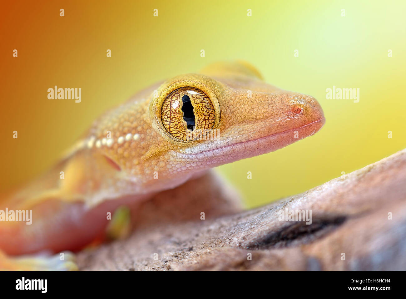 Amazing Gekko vittatus macro gecko Stock Photo - Alamy