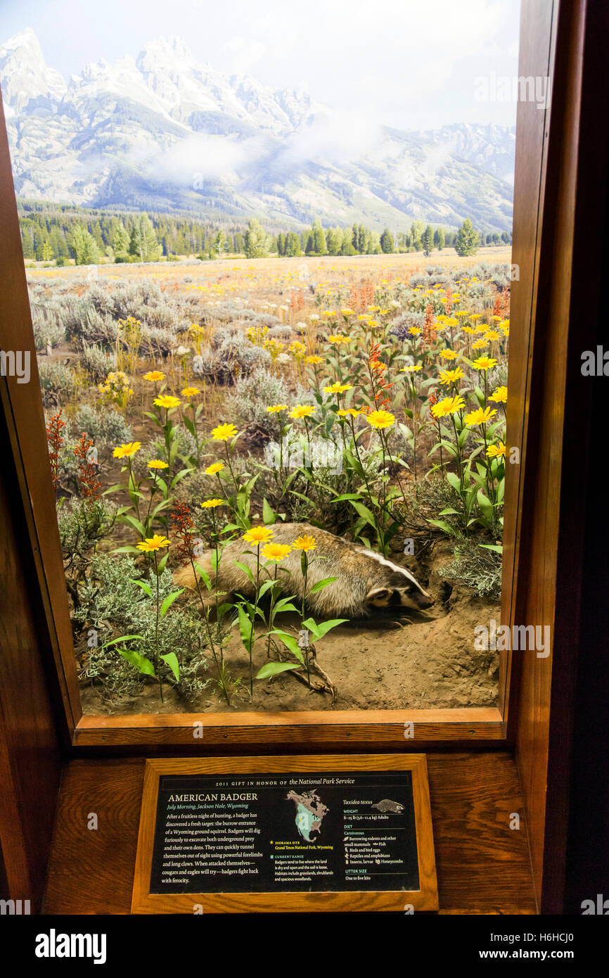 New-York, USA - NOV 19: Taxidermy of an American Badger on display in ...