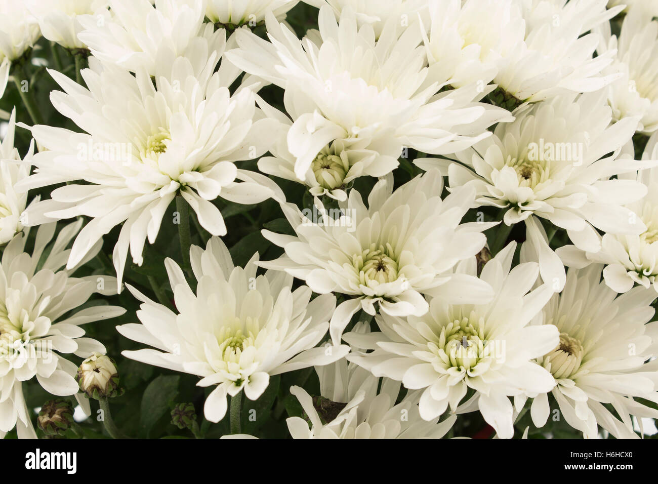 White Chrysanthemum Closeup Stock Photo - Alamy