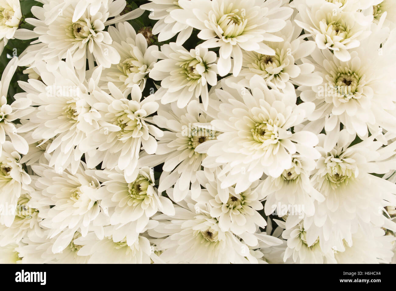 White Chrysanthemum Closeup as Background Stock Photo - Alamy