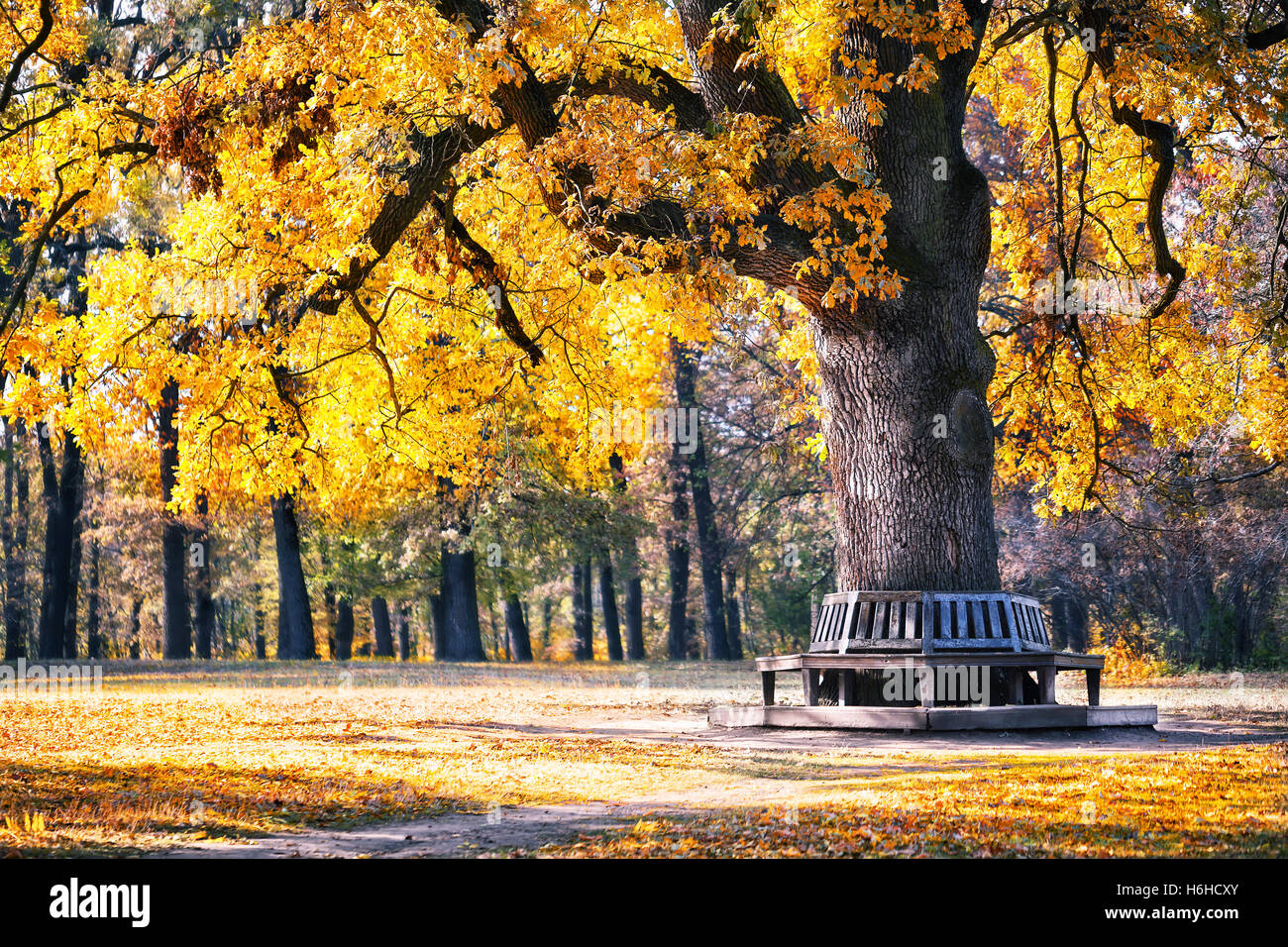 Bench under an oak tree hi-res stock photography and images - Alamy