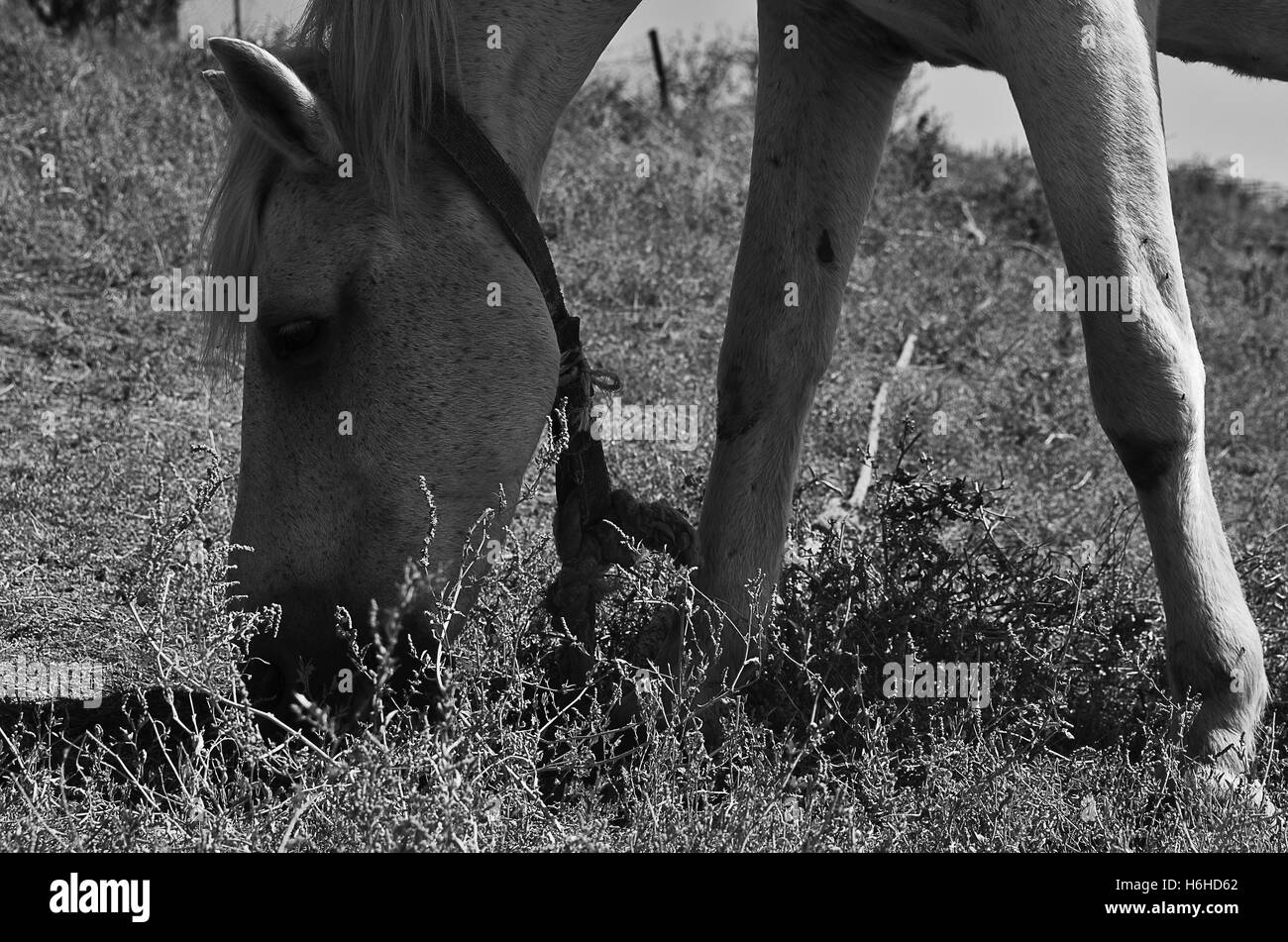 Bank field Black and White Stock Photos & Images - Alamy