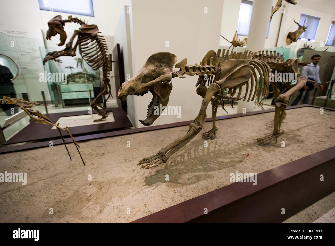 New-York, USA - NOV 19: The display in Vertebrate Origins Hall in the ...