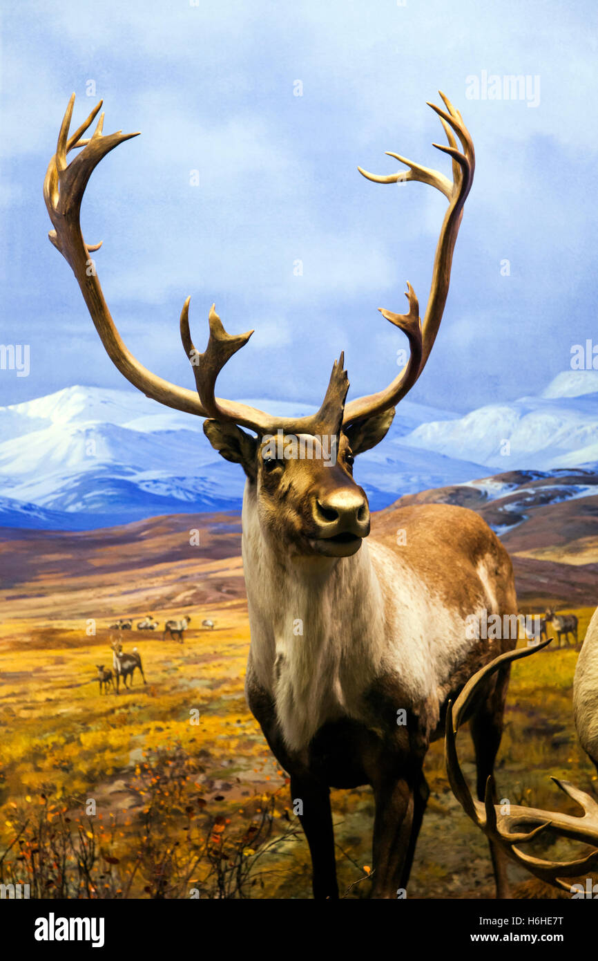 Taxidermy osborn caribou hi-res stock photography and images - Alamy